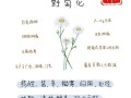 野菊花的功效与作用_野菊花泡水喝的禁忌