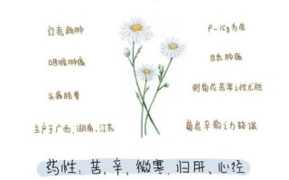 野菊花的功效与作用_野菊花泡水喝的禁忌