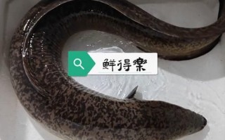 鲈鳗鱼的营养价值_鲈鳗鱼的功效与作用