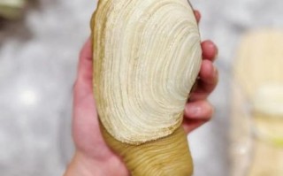 象拔蚌怎么吃最补_象拔蚌最补的吃法