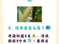 青玉米怎么煮好吃_青玉米蒸多久才熟
