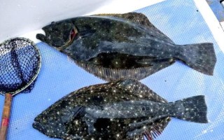 鸦片鱼养殖技术_鸦片鱼养殖常见问题