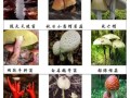 毒蘑菇之歌_如何辨别毒蘑菇
