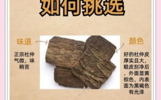 补肾最好的一味中药是什么_如何正确服用