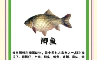 鲫鱼怎么读_鲫鱼拼音正确发音