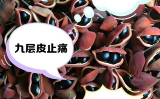 九层皮果可以晒干了吃吗_九层皮果晒干方法