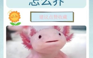 六角龙鱼能活多久_六角龙鱼怎么养15年