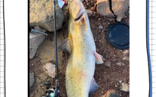 芝麻剑鱼怎么做_芝麻剑鱼家常做法