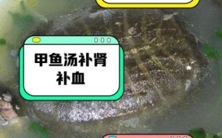 王八汤补什么_王八汤的功效与作用