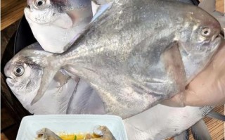 银鲳鱼刺多吗_银鲳鱼适合宝宝吃吗