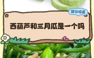 蒲瓜是什么瓜_蒲瓜和葫芦瓜的区别