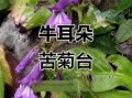 牛耳朵草有什么功效_牛耳朵草能治什么病