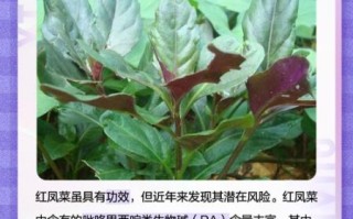 红凤菜的功效与禁忌_哪些人不能吃