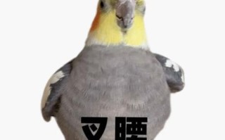 玄凤鹦鹉怎么养_玄凤鹦鹉吃什么