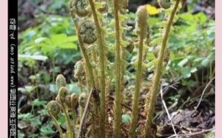 猴腿菜致癌是真的吗_猴腿菜致癌传言来源