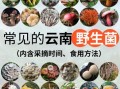 野生菌图片大全及名称_哪些野生菌可以吃