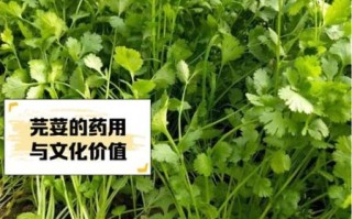 芫荽是哪里的叫法_北方人为什么叫香菜