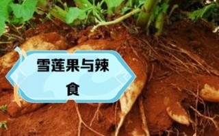 雪莲果的功效与作用禁忌_雪莲果怎么吃最好