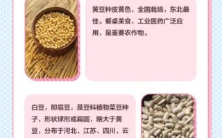 白豆是什么豆_白豆和黄豆的区别