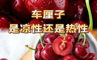 车厘子是热性还是凉性_孕妇能吃吗