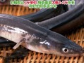 白鳝多少钱一斤_白鳝价格行情