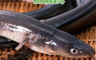 白鳝多少钱一斤_白鳝价格行情