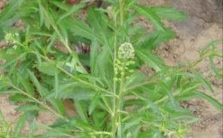 独行菜能吃吗_独行菜怎么吃安全