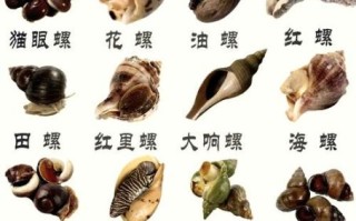 香螺哪里不能吃_香螺内脏位置图解