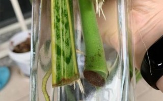 虎皮兰怎么扦插_虎皮兰扦插多久生根