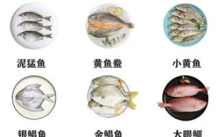 海鱼种类名字图片大全_如何快速识别常见海鱼