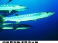 梭鱼是淡水鱼还是海鱼_梭鱼生活习性揭秘