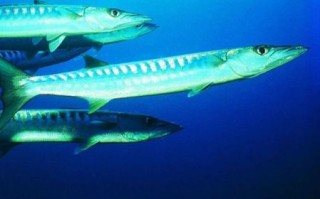 梭鱼是淡水鱼还是海鱼_梭鱼生活习性揭秘