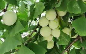 白果树图片大全大图_如何挑选高清素材