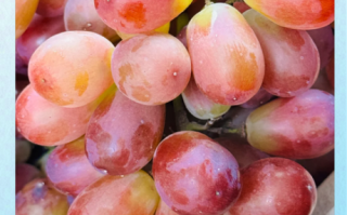 马奶葡萄和青提的区别_哪个更好吃