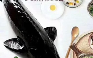 鲟龙鱼多少钱一斤_鲟龙鱼价格为什么差异大