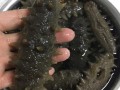 怎么发海参最佳方法_海参泡发全过程