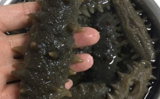 怎么发海参最佳方法_海参泡发全过程