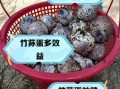 竹荪蛋怎么做好吃_竹荪蛋食用禁忌有哪些
