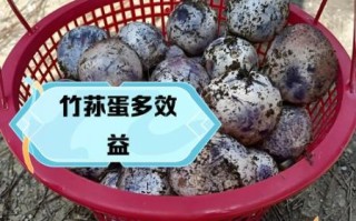竹荪蛋怎么做好吃_竹荪蛋食用禁忌有哪些