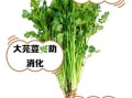 芫荽子有什么功效_芫荽子怎么吃效果最好