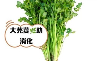 芫荽子有什么功效_芫荽子怎么吃效果最好