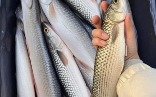 梭鱼长什么样子_梭鱼有毒吗