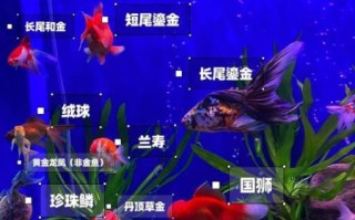 热带鱼能和金鱼一起养吗_混养注意事项