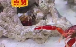 雀尾螳螂虾天敌有哪些_雀尾螳螂虾怕什么