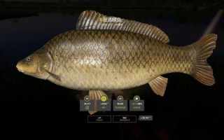 鲤鱼乡手机版怎么下载_鲤鱼乡手机版打不开怎么办