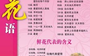 玫瑰花的花语是什么_不同朵数玫瑰代表什么