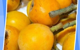 枇杷果的功效与作用怎么吃_枇杷果一天吃几个最好