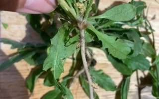 野生荠菜和蒲公英的区别_怎么分辨两种野菜