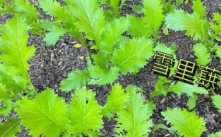 雪里红图片大全_雪里红长什么样