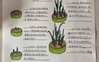 蒜苗怎么种植方法_家庭阳台蒜苗种植步骤